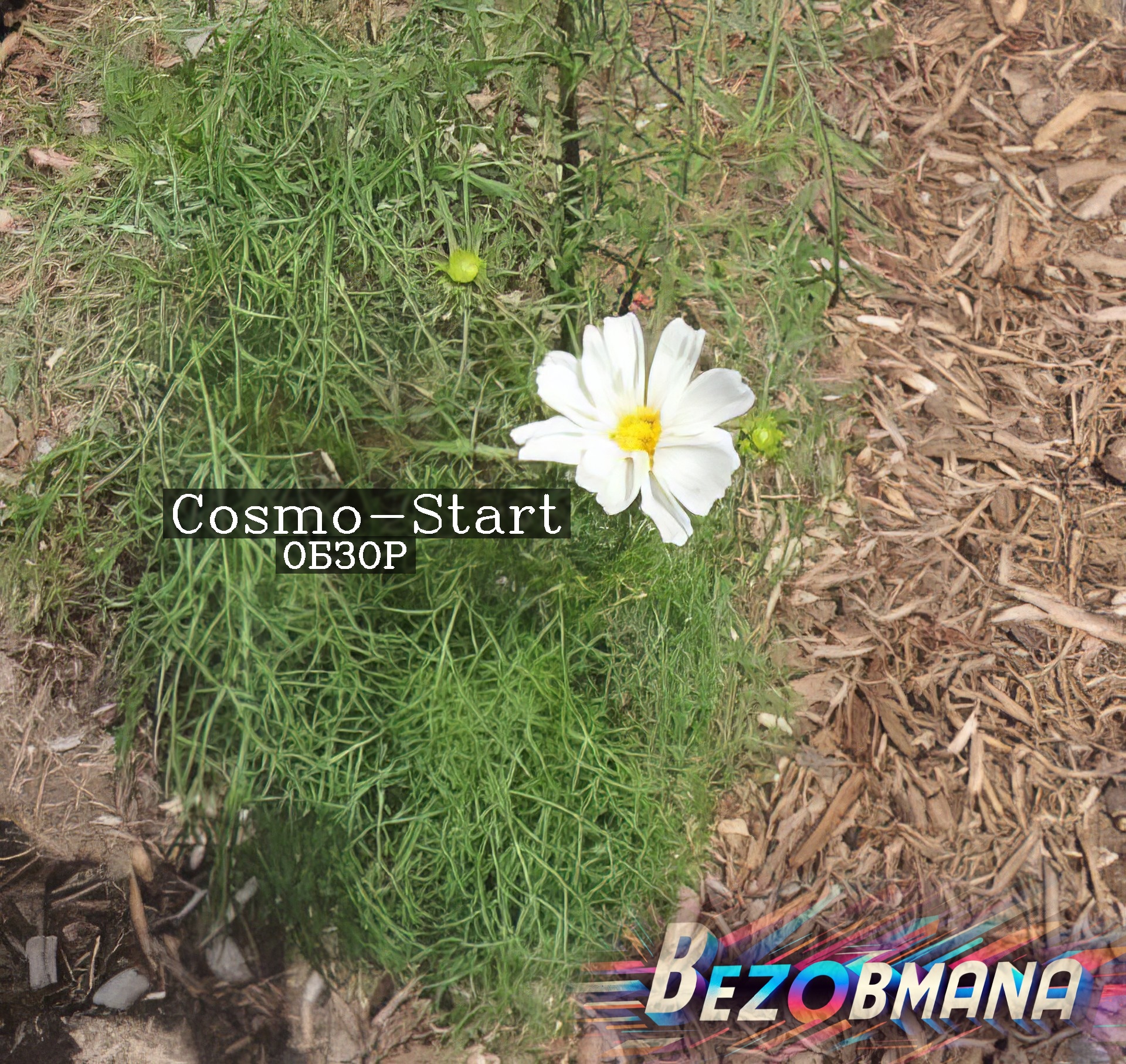 Cosmo-Start - Обзор и отзывы. Мошенники или нет?